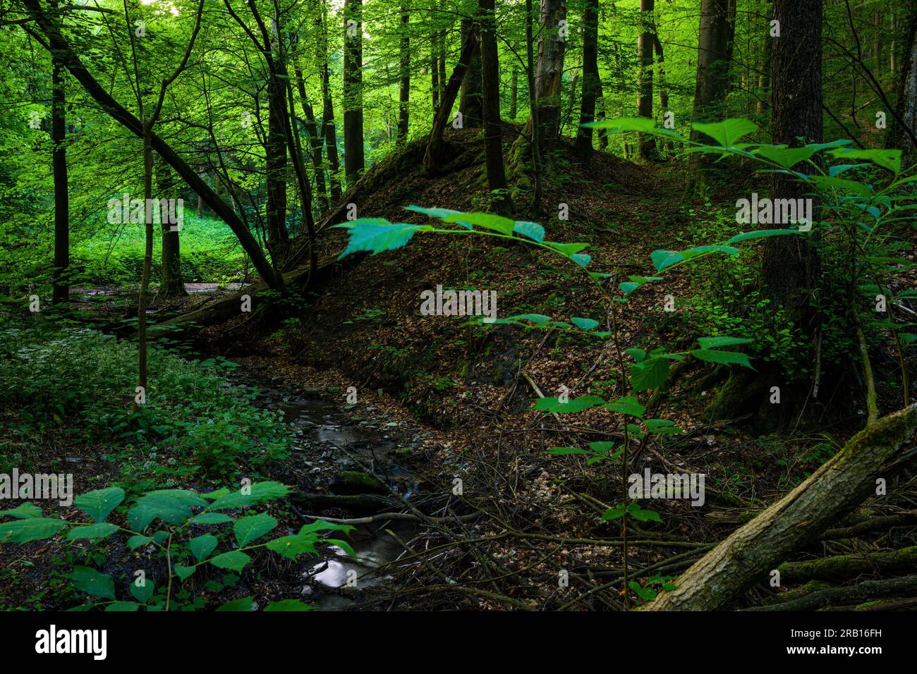 Forest reserve in the northern steigerwald hi-res stock photography and ...