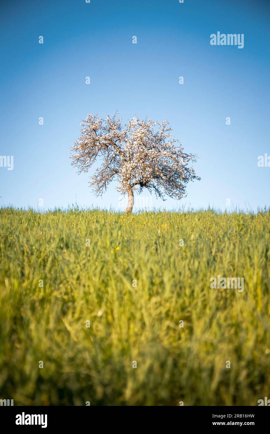 Tree meadow in dawn hi-res stock photography and images - Alamy
