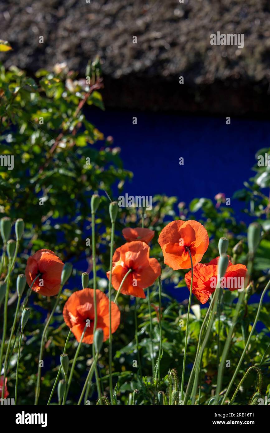 Red corn poppy at the Blue Barn, Vitte, Hiddensee Island, Mecklenburg ...