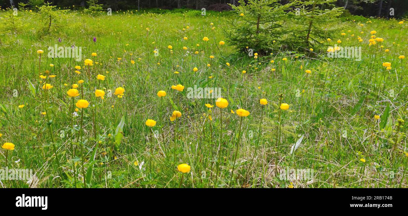 Troll flowers hi-res stock photography and images - Alamy