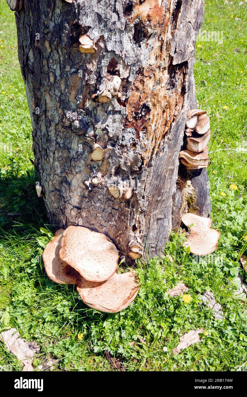 Old specimens of the Dryad's saddle on a tree trunk, Great Maple Floor ...