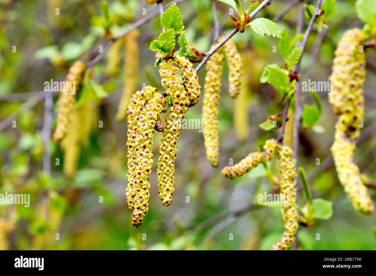 Silver Birch (betula pendula), close up of the male flowers or catkins ...