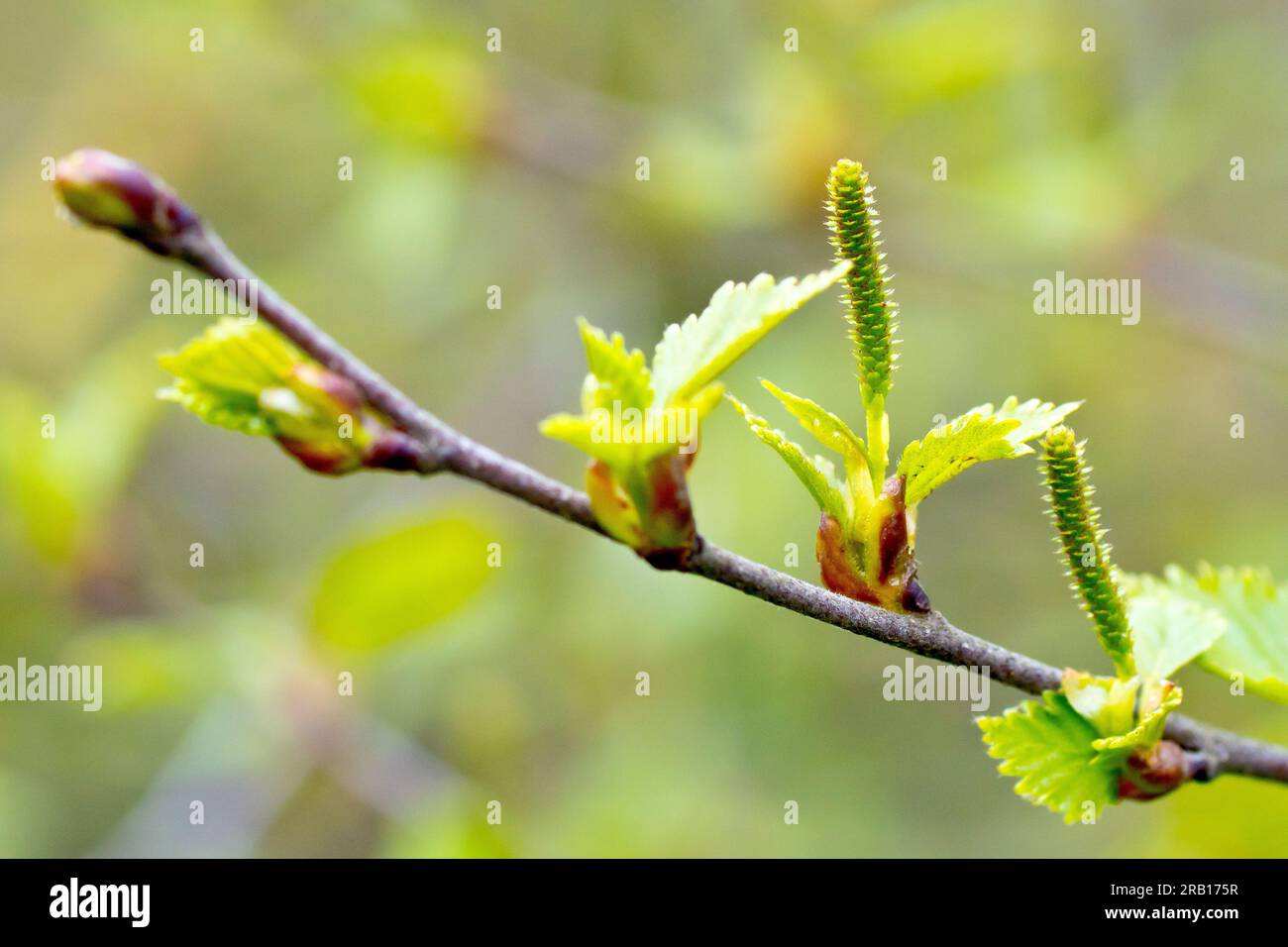 Birch tree flowers hi-res stock photography and images - Alamy