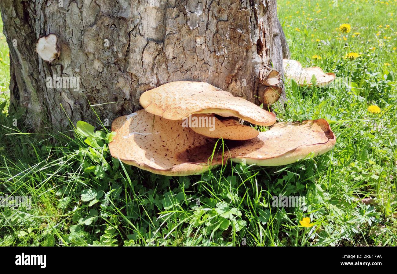 Old specimens of the dryads saddle on a tree trunk hi-res stock ...