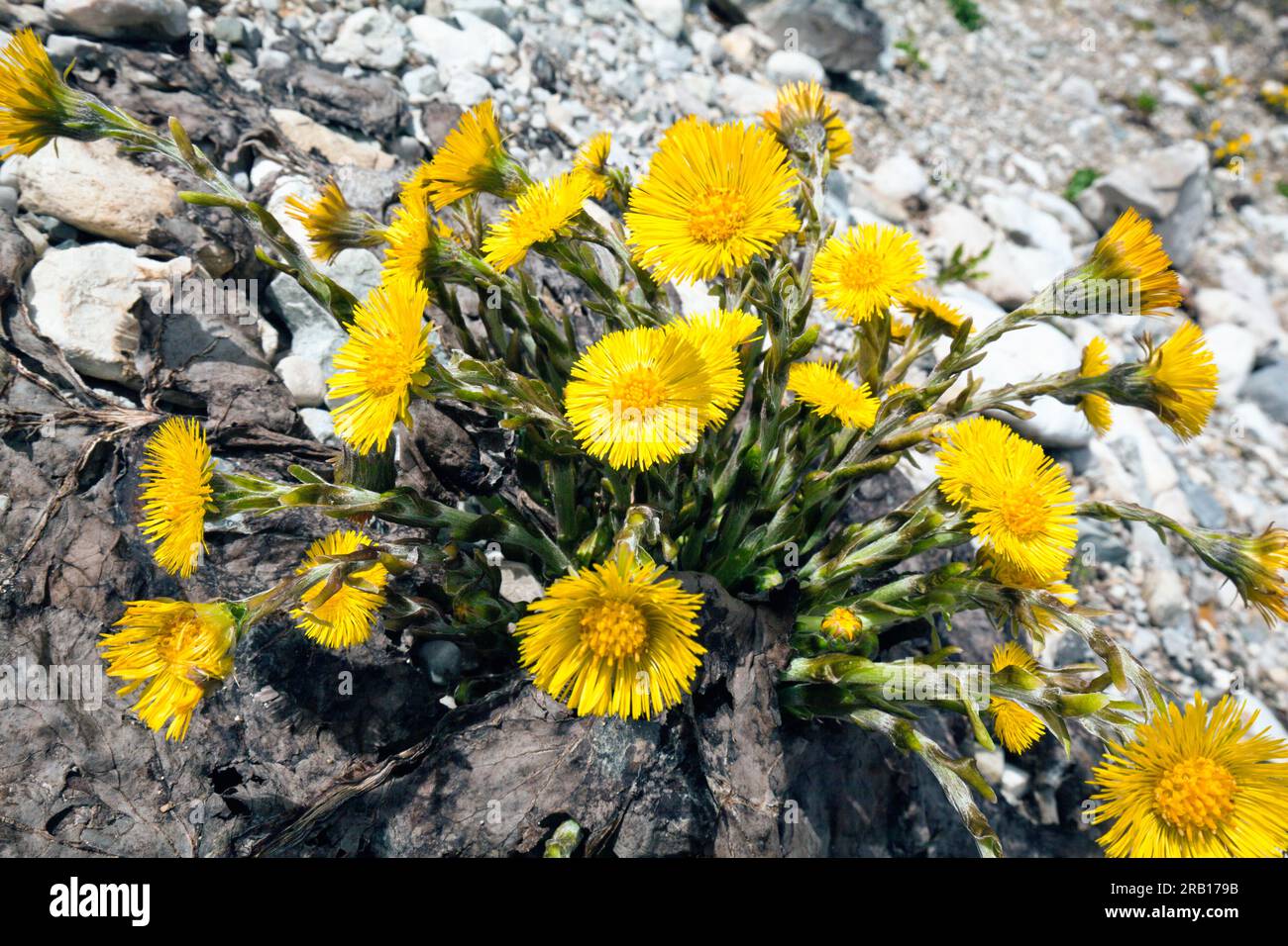 Foals foot blooms hi-res stock photography and images - Alamy