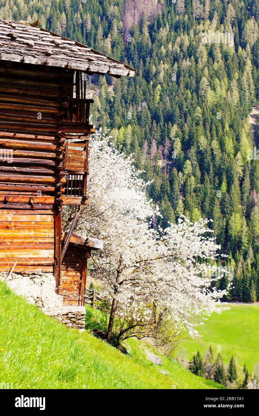 Cherry tree farm hi-res stock photography and images - Alamy