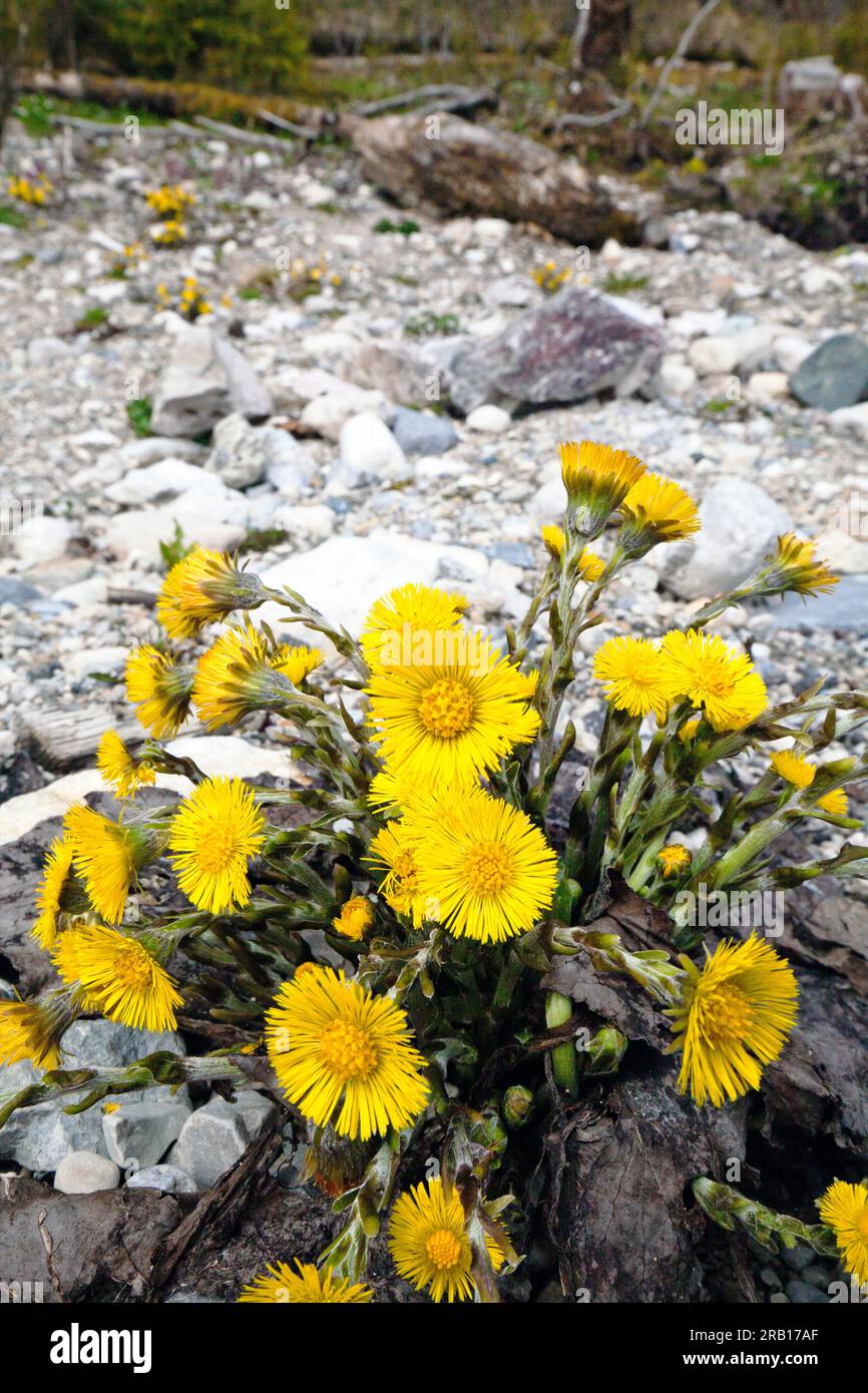 Foals foot blooms hi-res stock photography and images - Alamy
