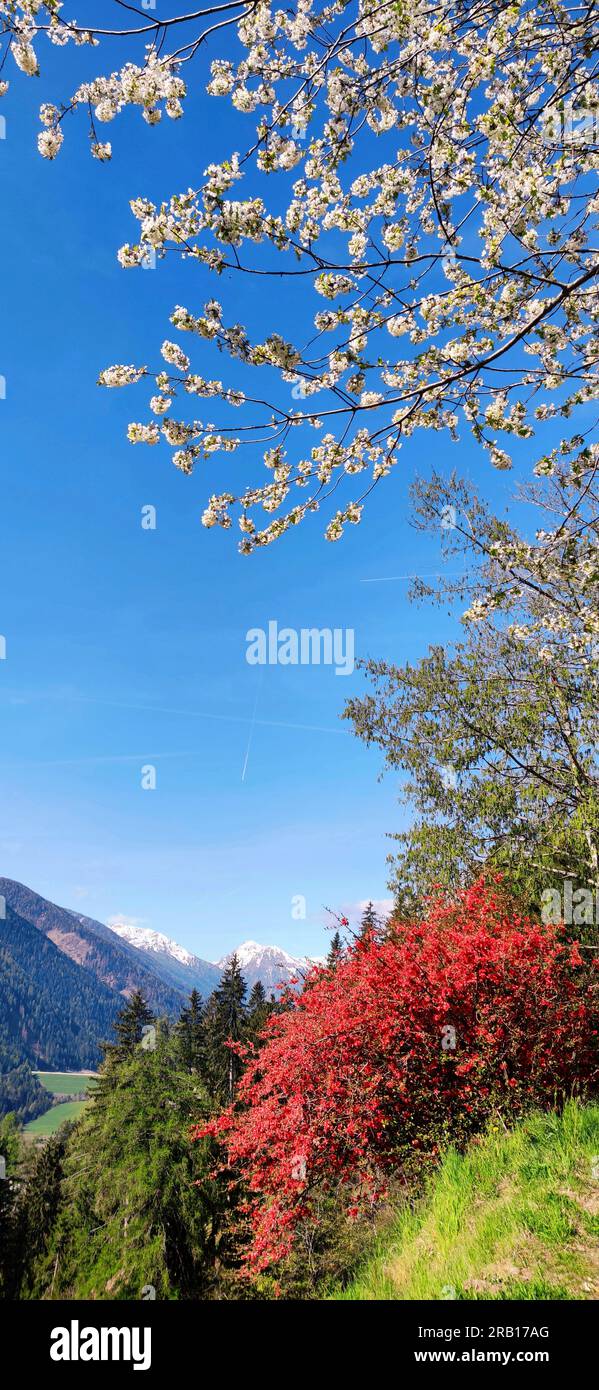 Tyrolean flowering shrub hi-res stock photography and images - Alamy