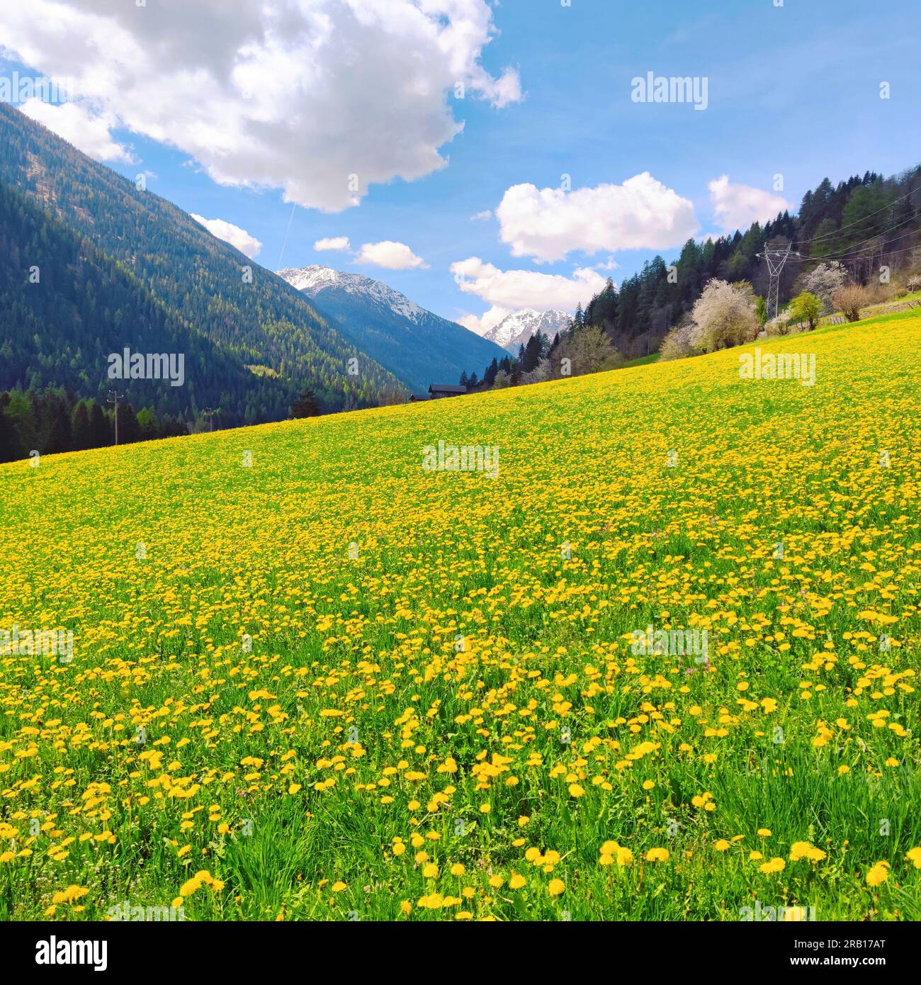 Dandelion meadows in the Ulten Valley, South Tyrol Stock Photo - Alamy