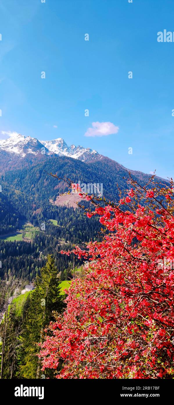 Tyrolean flowering shrub hi-res stock photography and images - Alamy