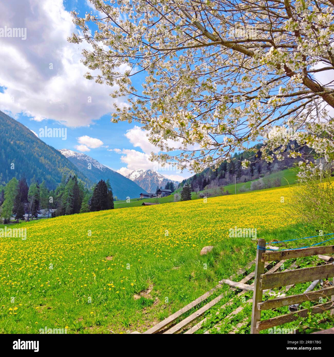 Dandelion meadows in the Ulten Valley, South Tyrol Stock Photo - Alamy