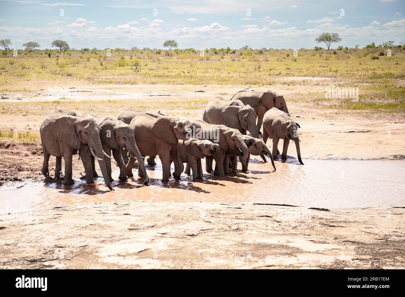 Elephants of different ages in savannah hi-res stock photography and ...