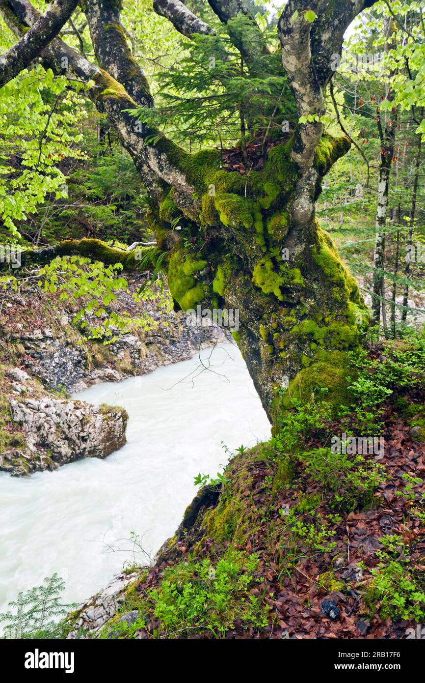 Moss-covered gnarled beech, next to the Leutascher Ache at the top of ...