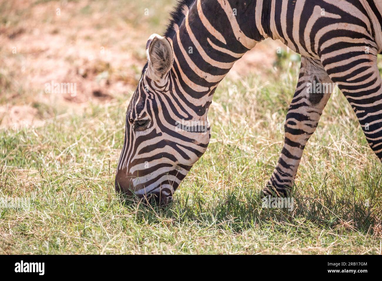 Zebra in the african savannah hi-res stock photography and images - Alamy