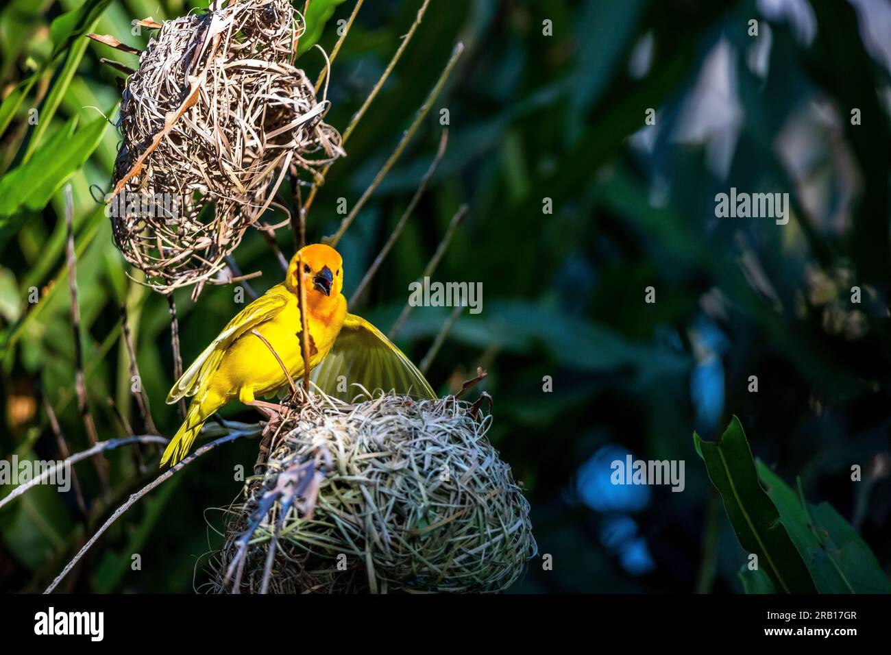 Weaver bird building nest hi-res stock photography and images - Alamy
