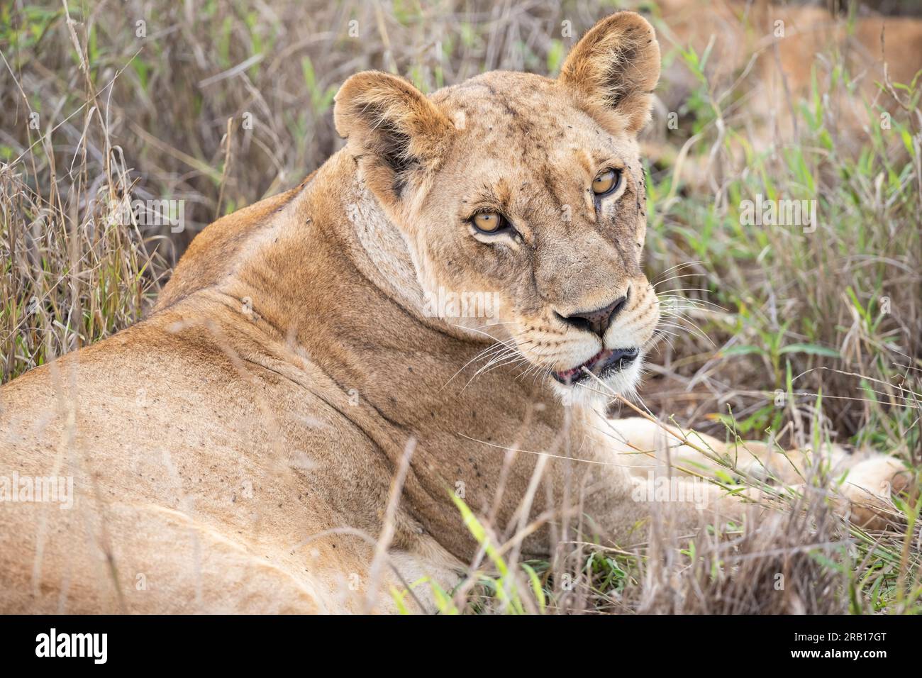 Mother lion lying in the grass of the savannah, lion, taken on safari ...