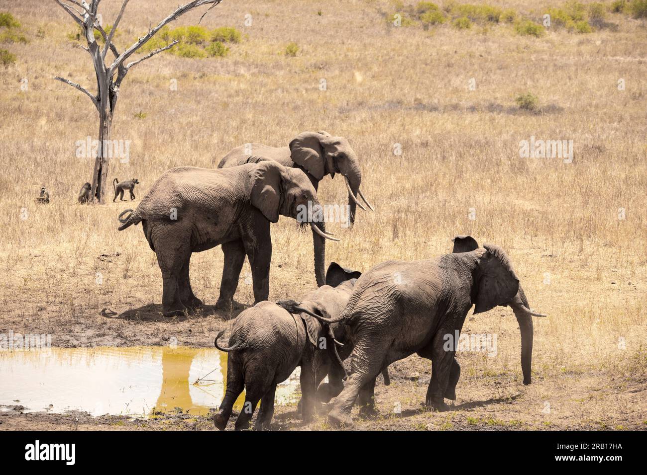 Excited elephants fighting wild deer at a waterhole hi-res stock ...