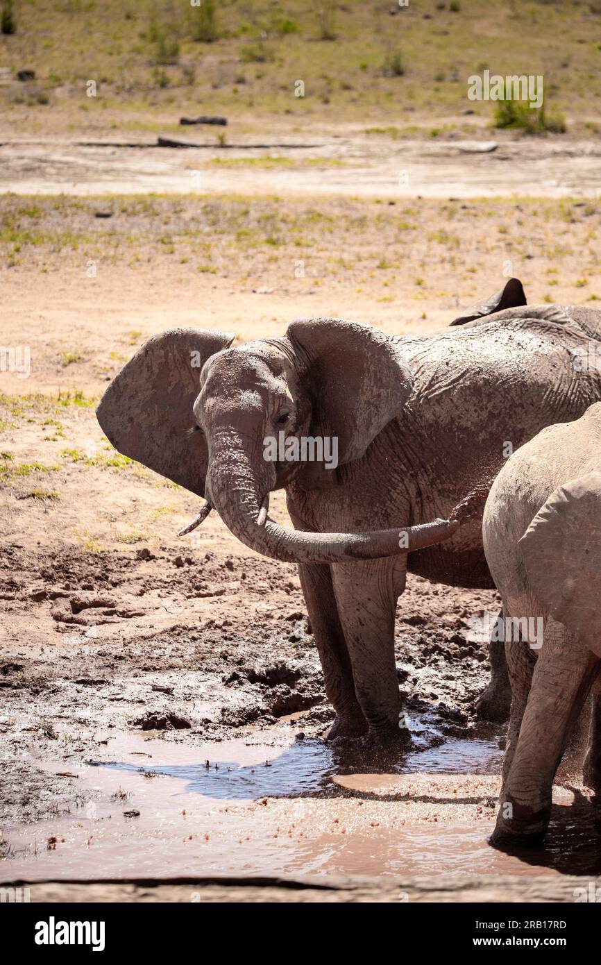 Herd of elephants taken on safari in Kenya, Africa, the famous red ...