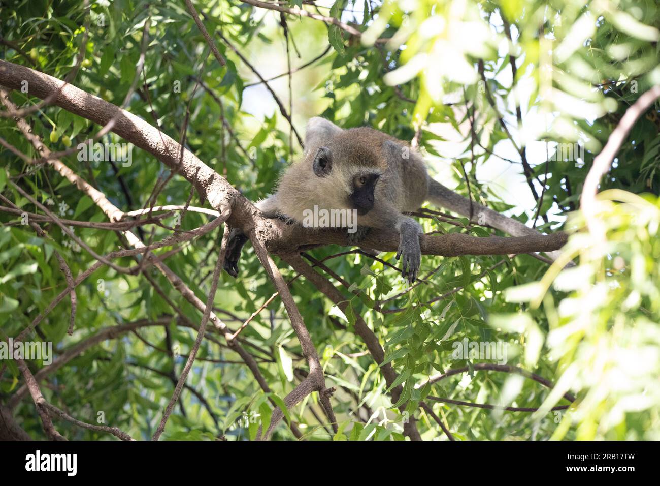 Monkey taken on safari in tsavo west national park hi-res stock ...