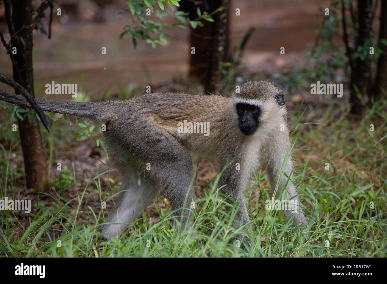 Monkey taken on safari in Tsavo West National Park, Kenya, Africa Stock ...