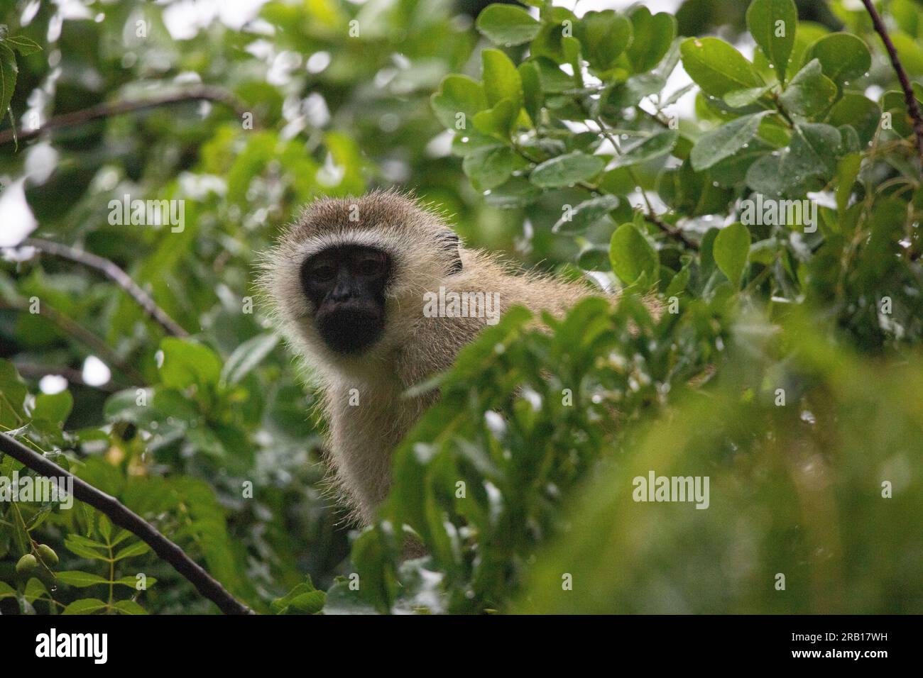 Monkey taken on safari in Tsavo West National Park, Kenya, Africa Stock ...
