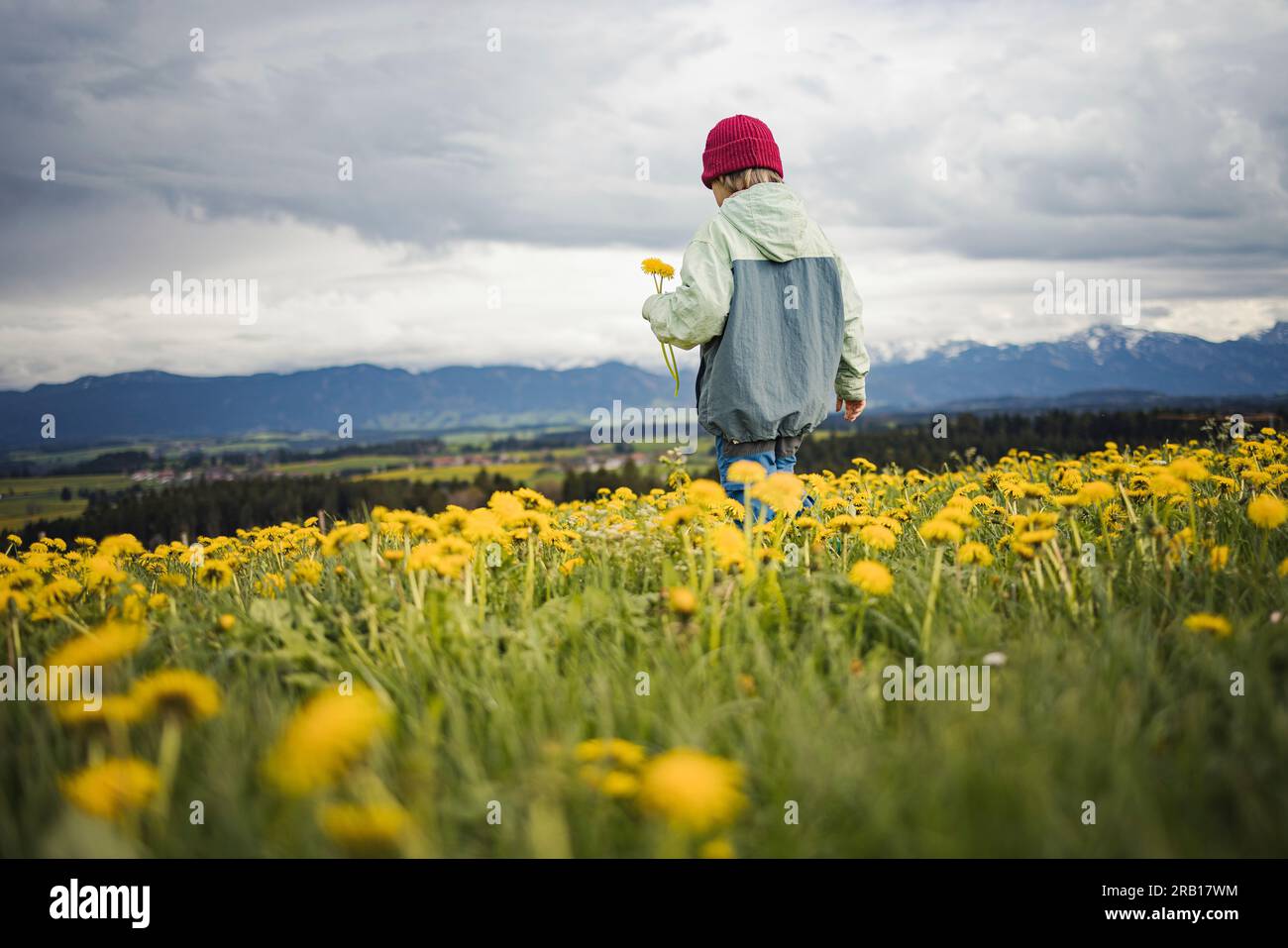 Boy picking flowers hi-res stock photography and images - Alamy