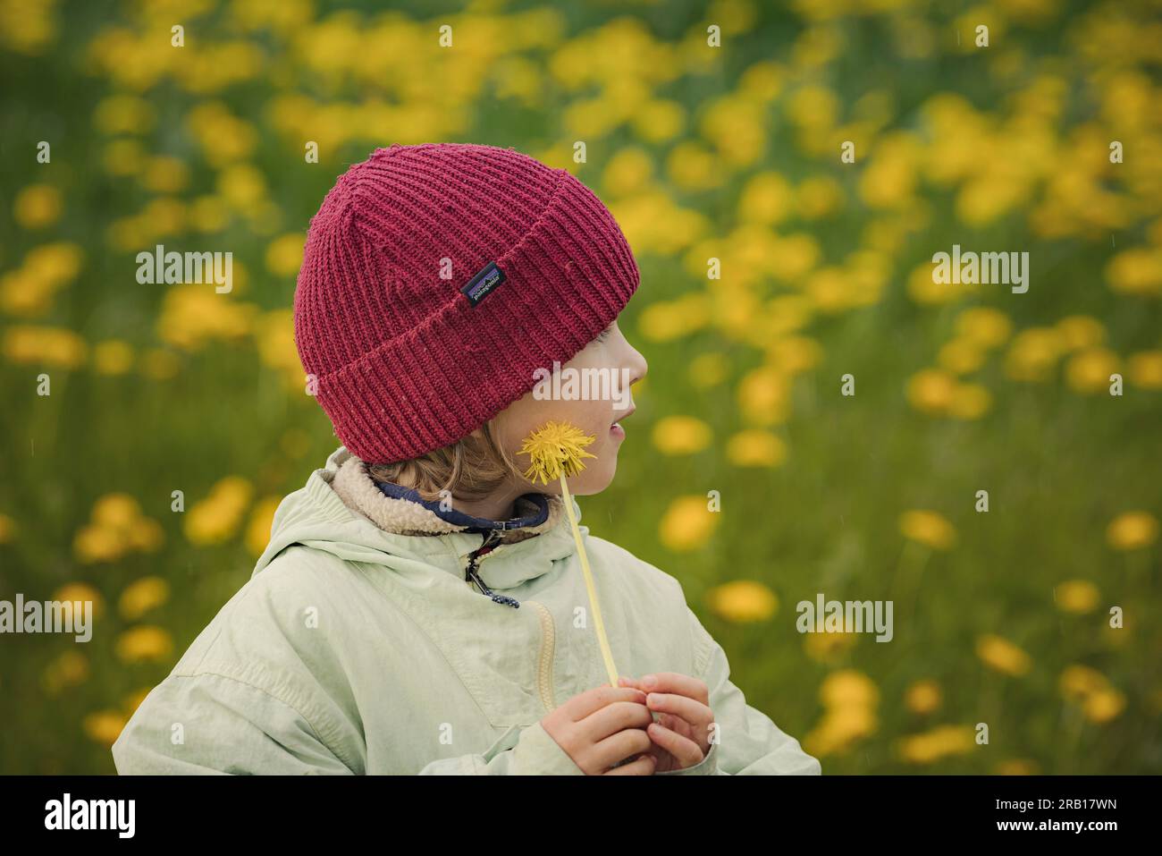Boy picking flowers hi-res stock photography and images - Alamy