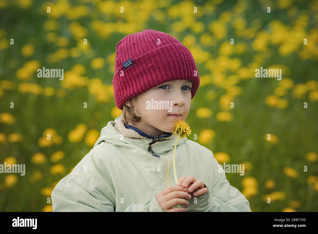 Boy picking flowers hi-res stock photography and images - Alamy