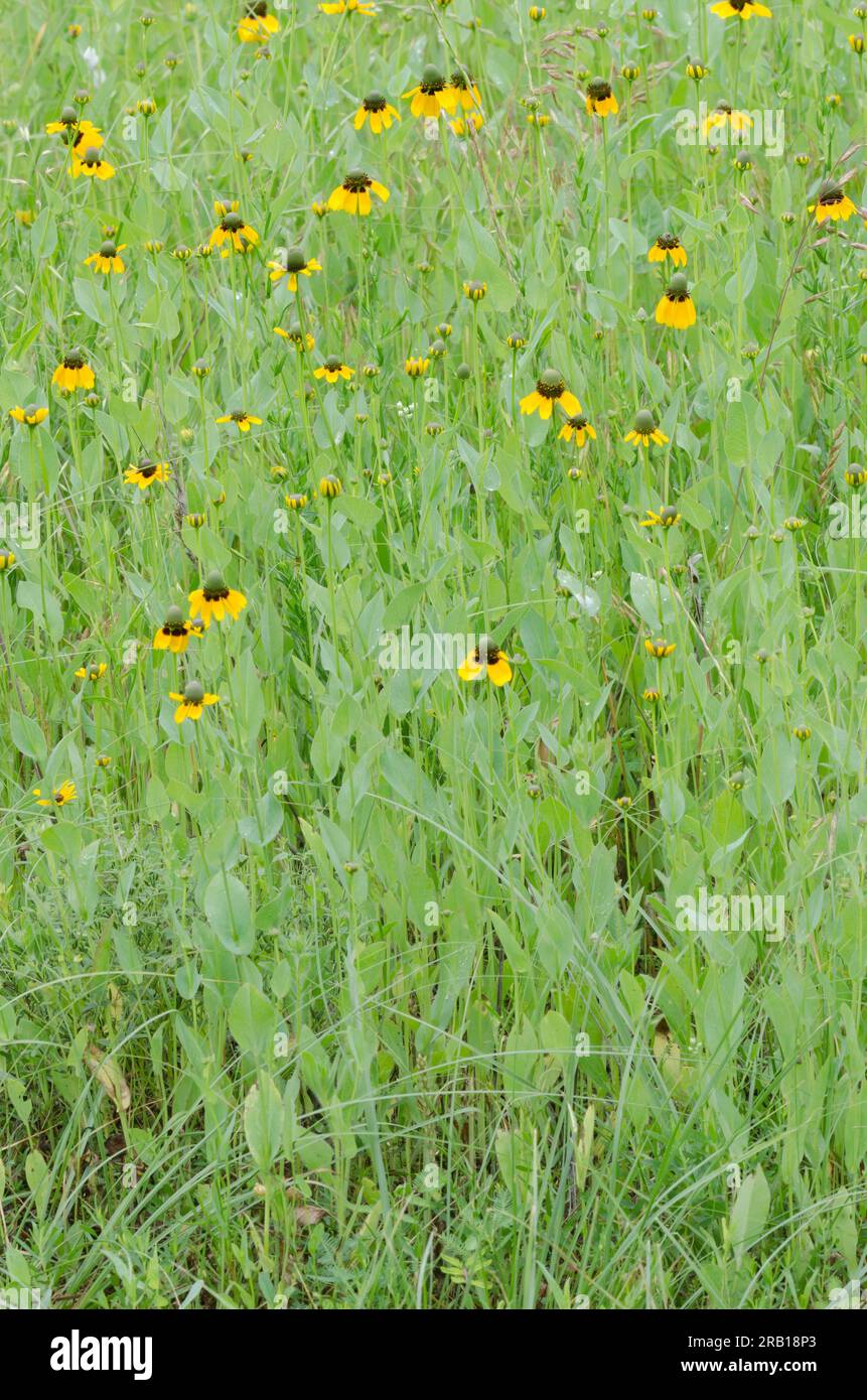 Clasping coneflower hi-res stock photography and images - Alamy