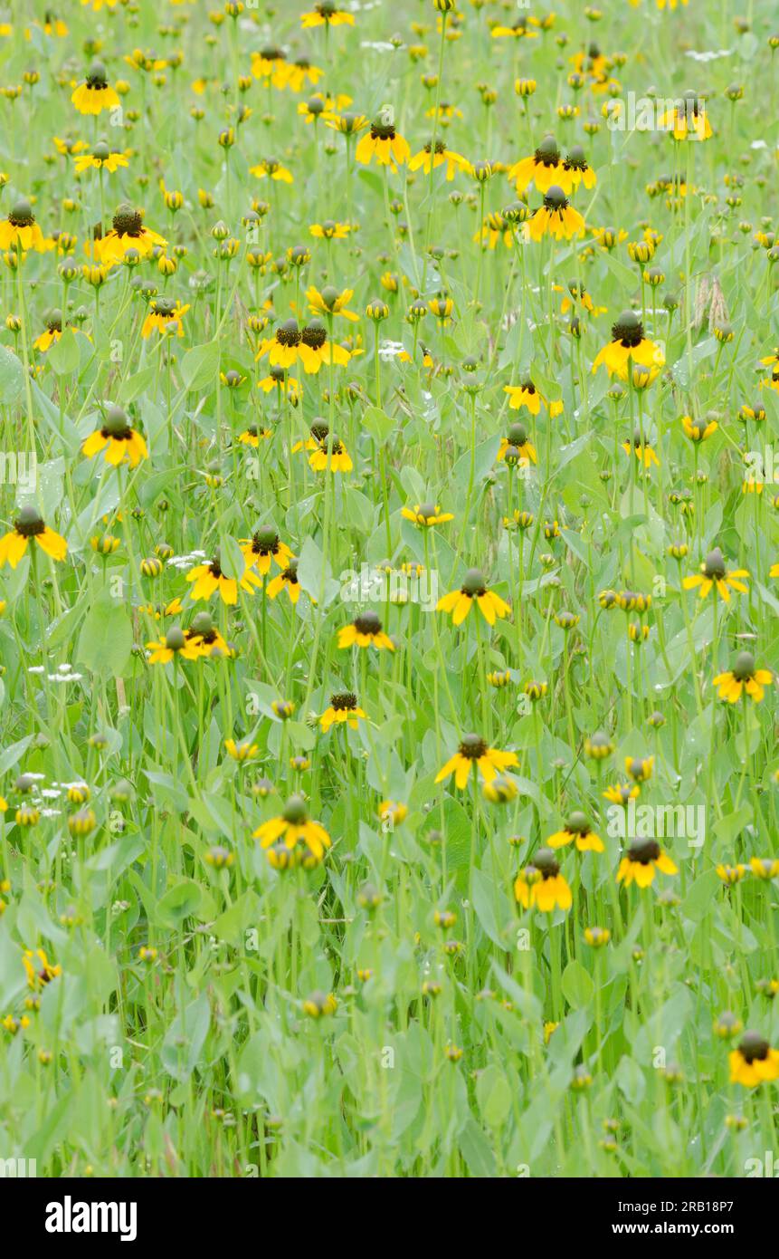 Clasping coneflower hi-res stock photography and images - Alamy