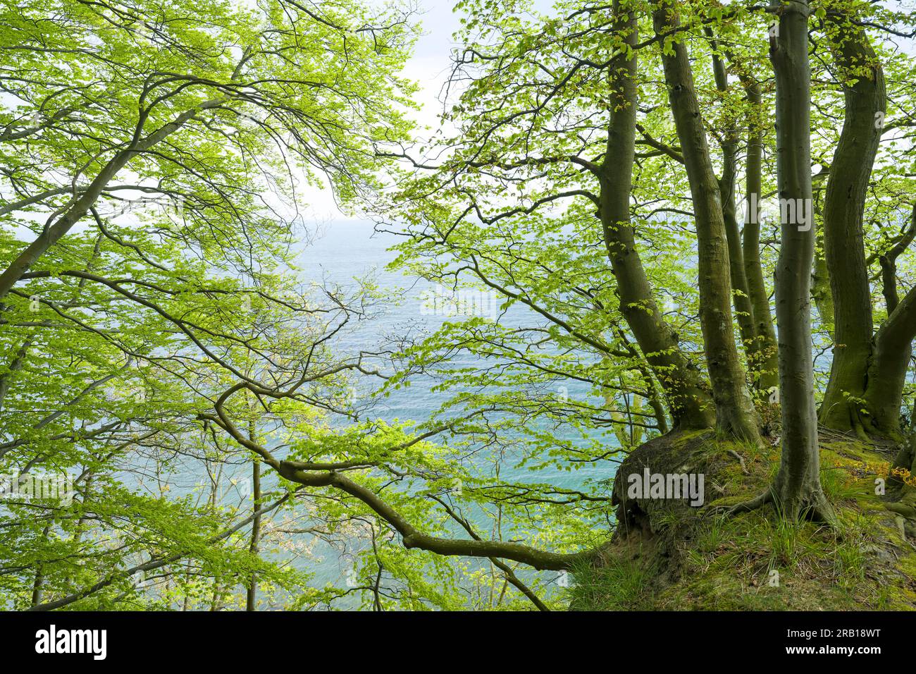 Beech forest on the cliff, view of the sea, spring in Jasmund National ...