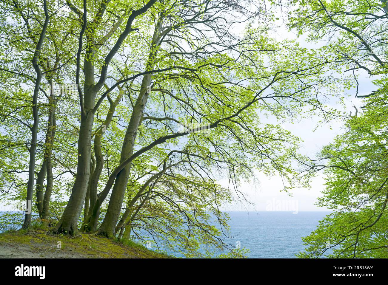 Beech forest on the cliff, sea view, spring in Jasmund National Park ...