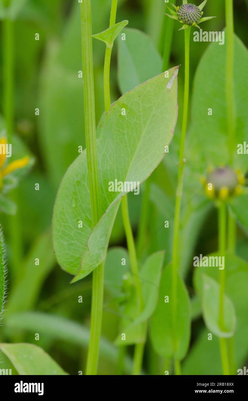 Leaf clasping stem hi-res stock photography and images - Alamy