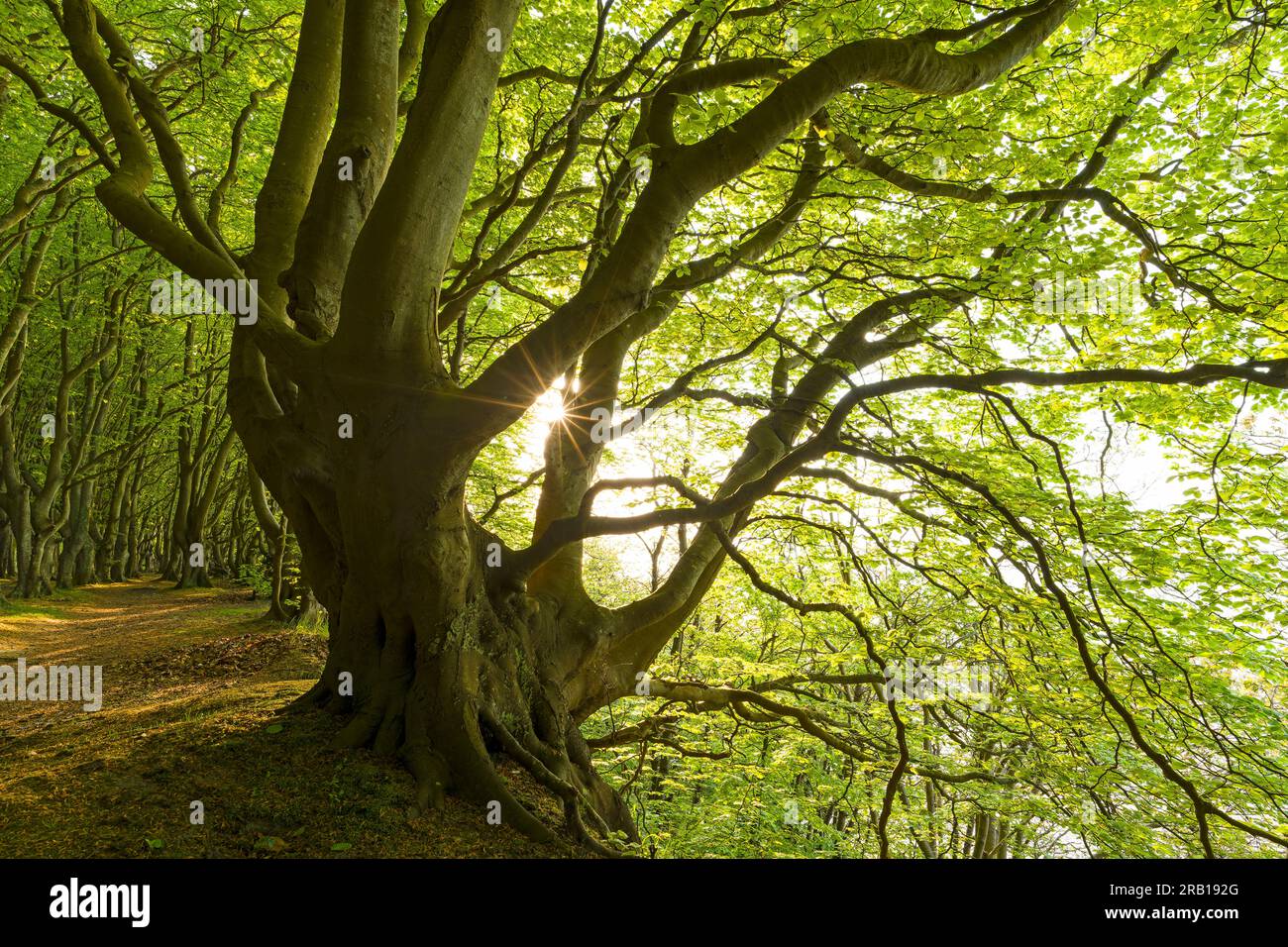 Beech trees shaped by wind in fairy tale forest, evening sun, coastal ...