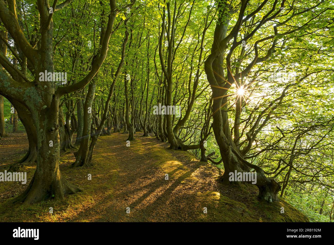 Beech trees shaped by wind in fairy tale forest, evening sun, coastal ...