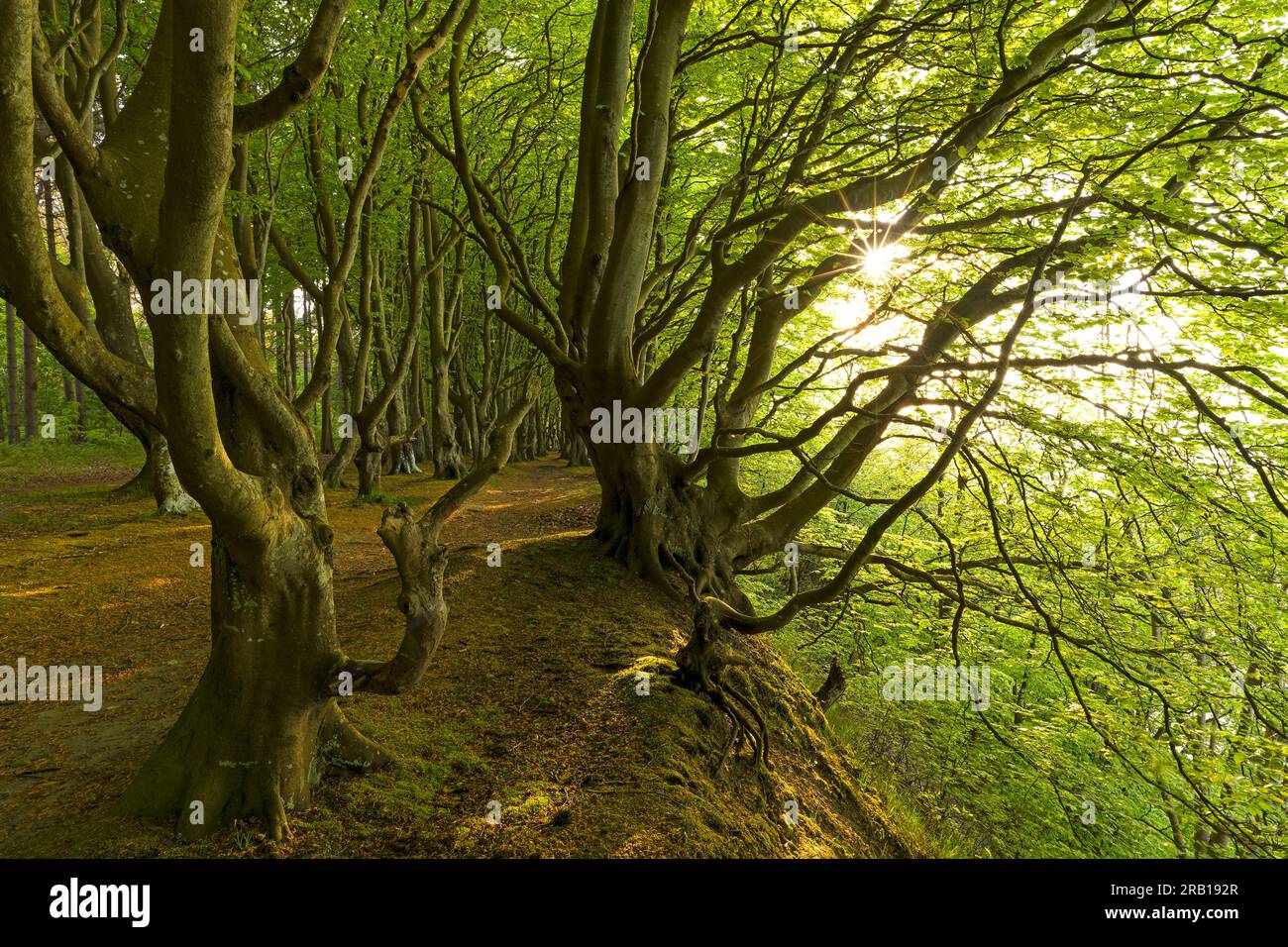 Beech trees shaped by wind in fairy tale forest, evening sun, coastal ...