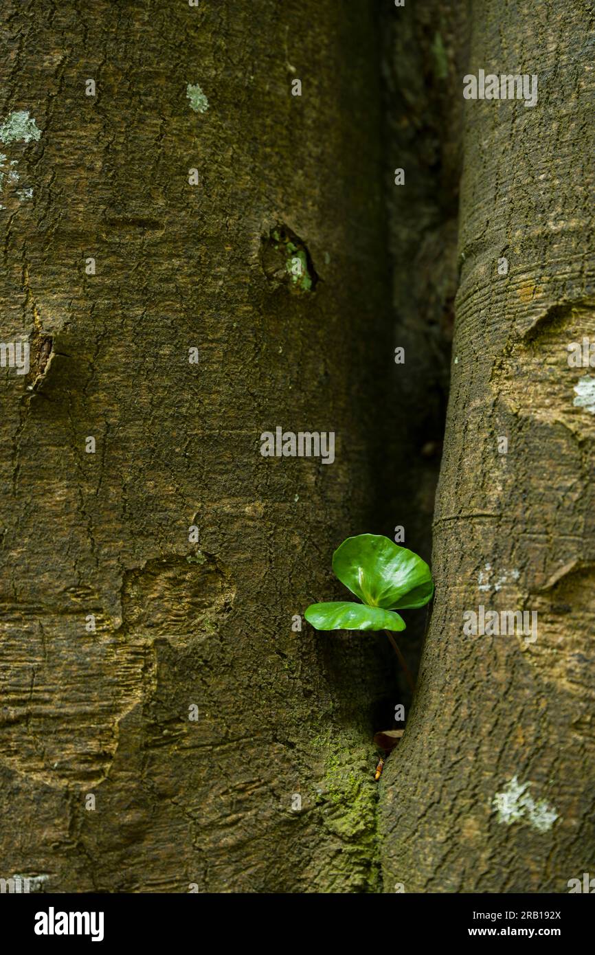 Red beech seedling with open cotyledons growing from tree trunk hi-res ...