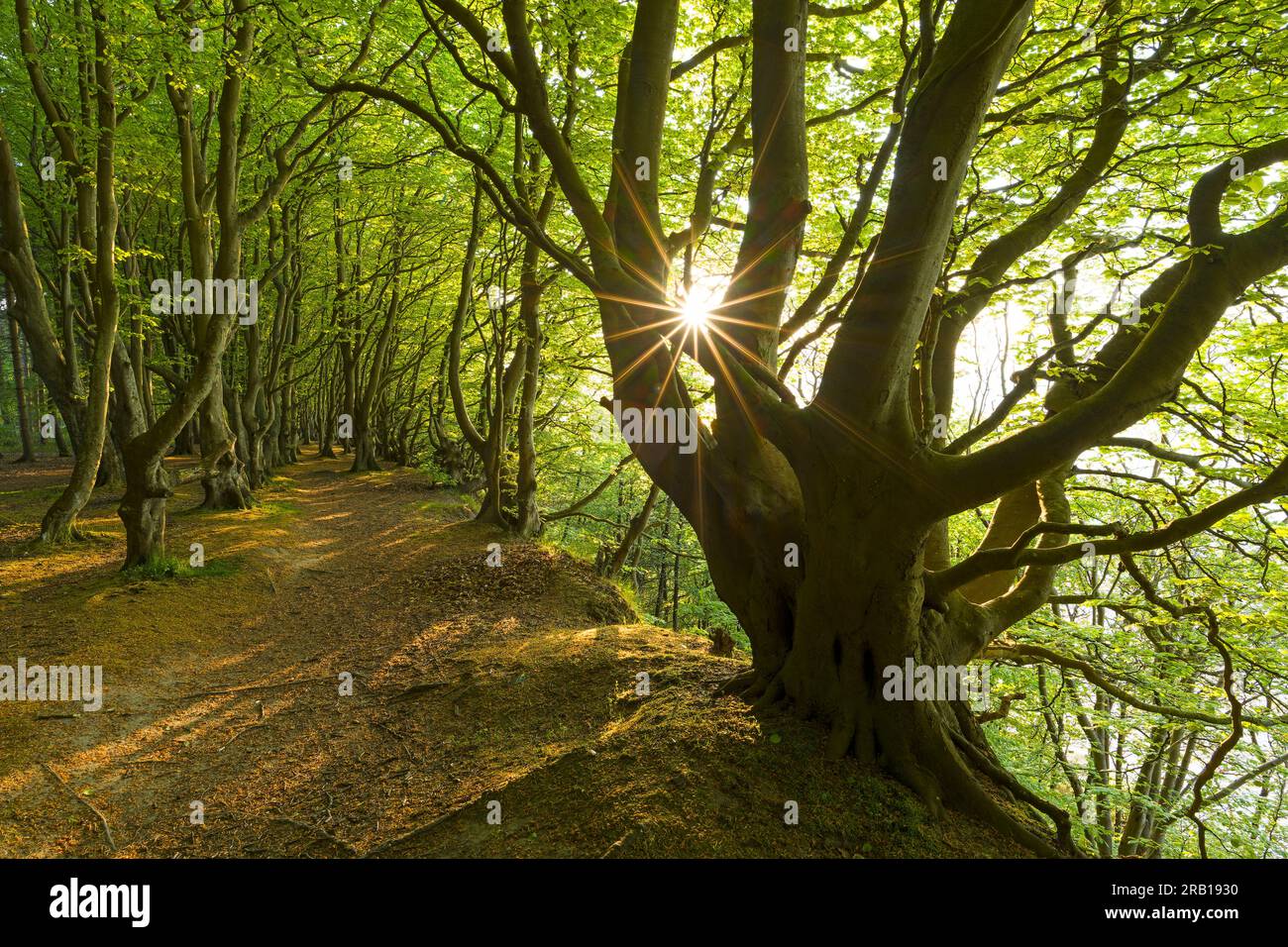 Beech trees shaped by wind in fairy tale forest, evening sun, coastal ...