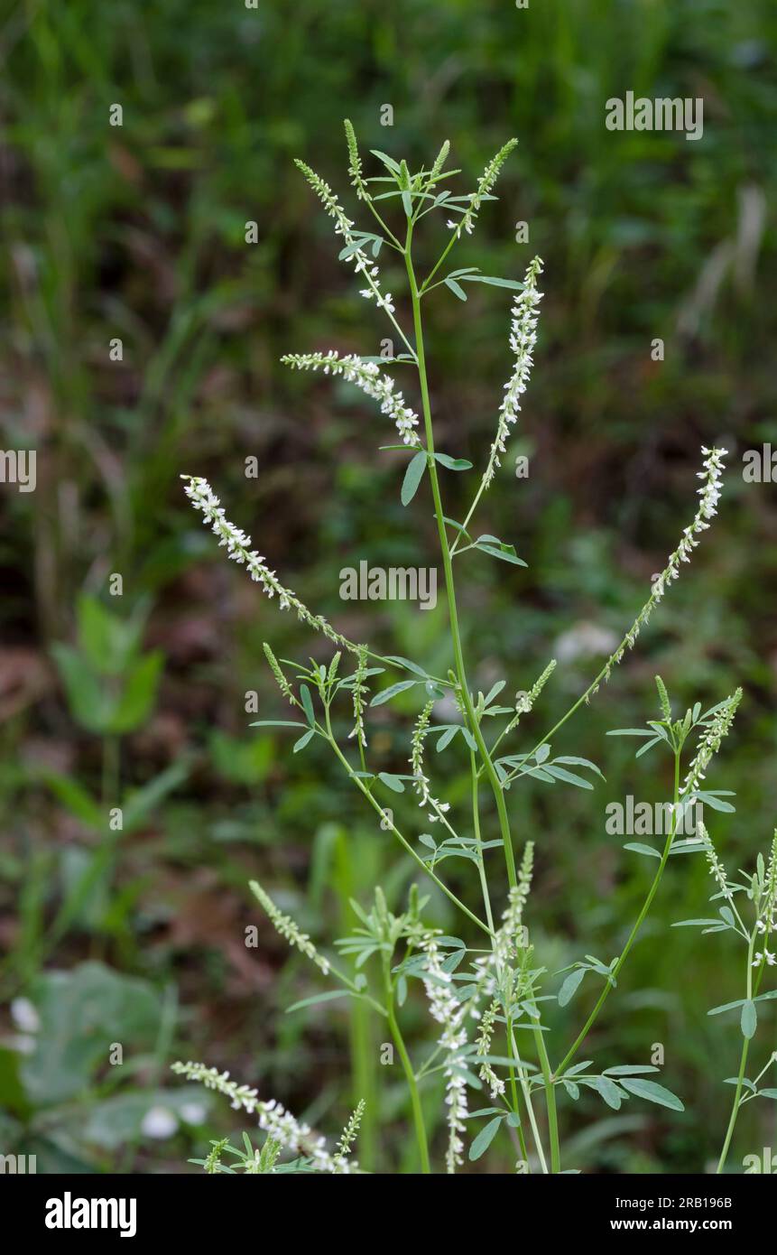 White Sweet Clover, Melilotus albus Stock Photo - Alamy