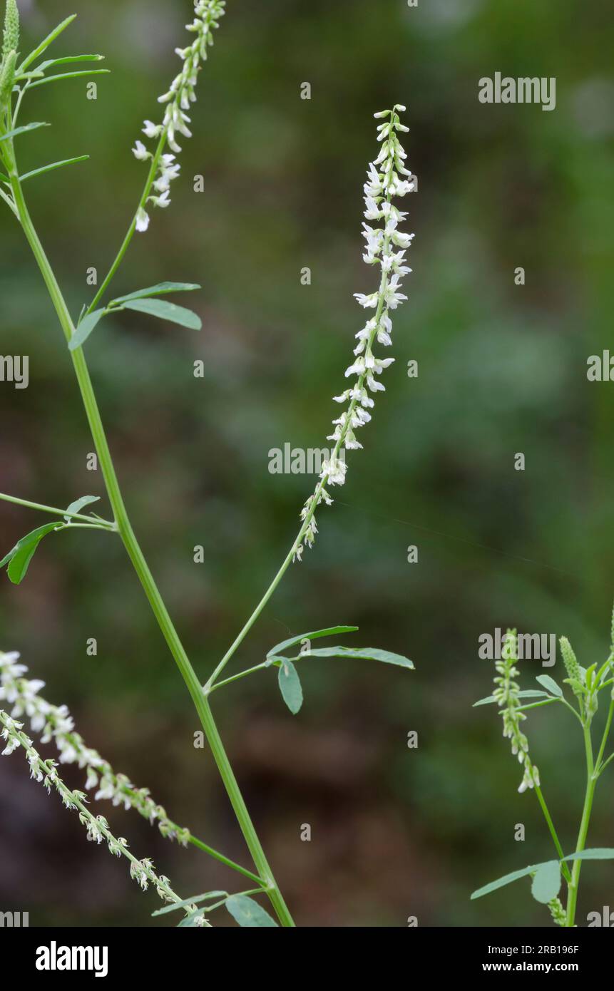 White sweet clover hi-res stock photography and images - Alamy