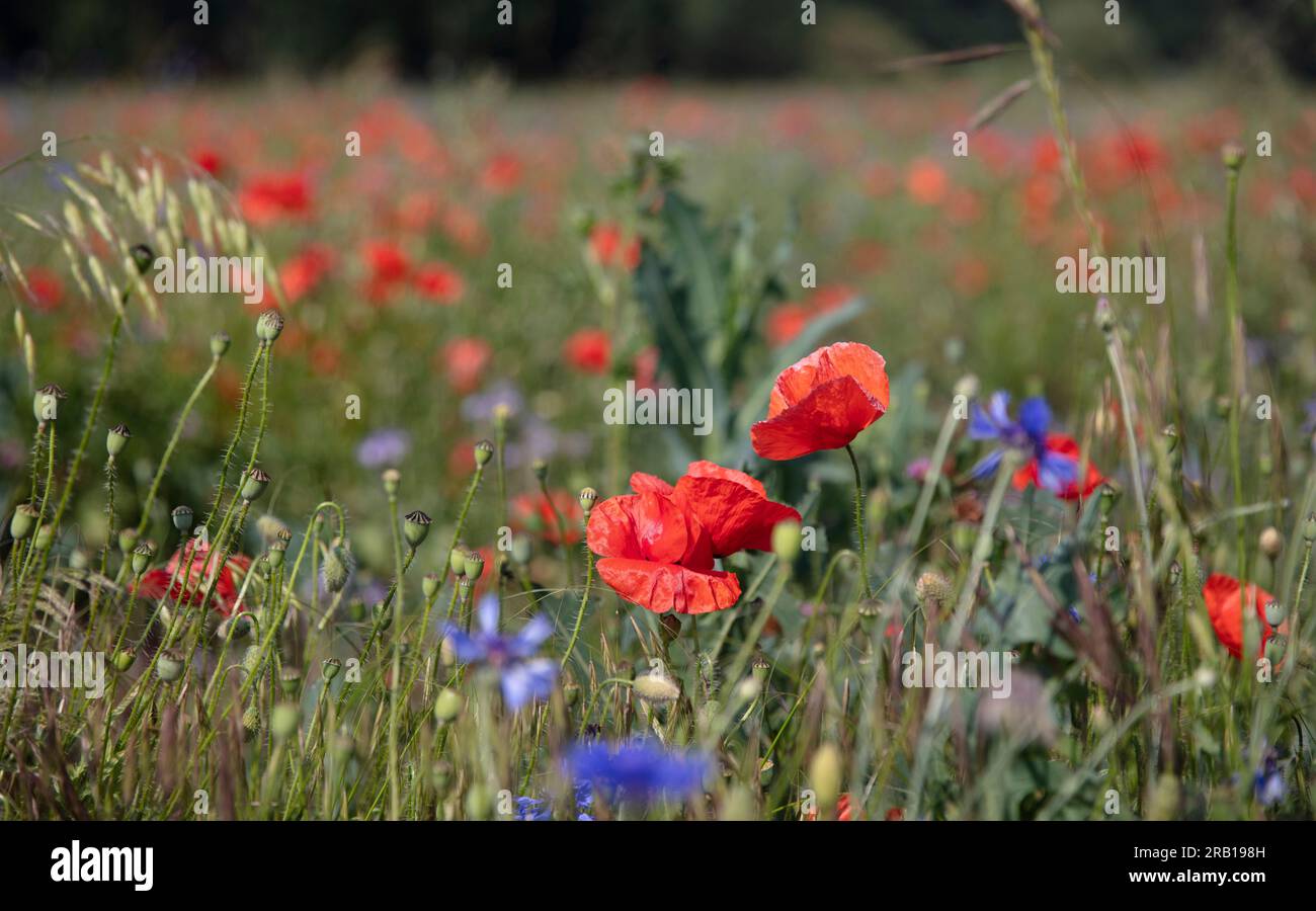 Corn poppy field hi-res stock photography and images - Alamy