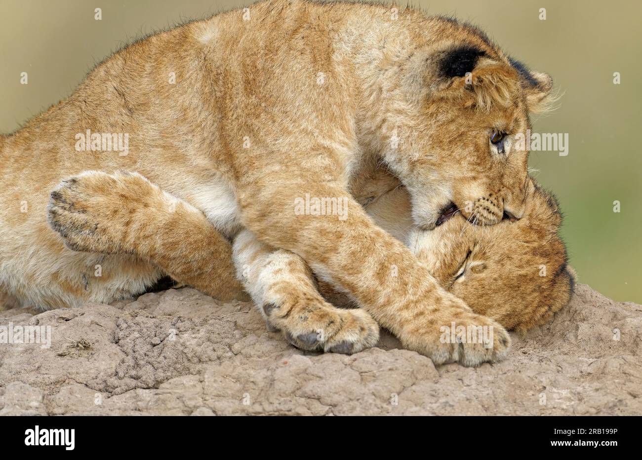 Two Young lions (Panthera leo) playing on a termite mound, Maasai Mara ...