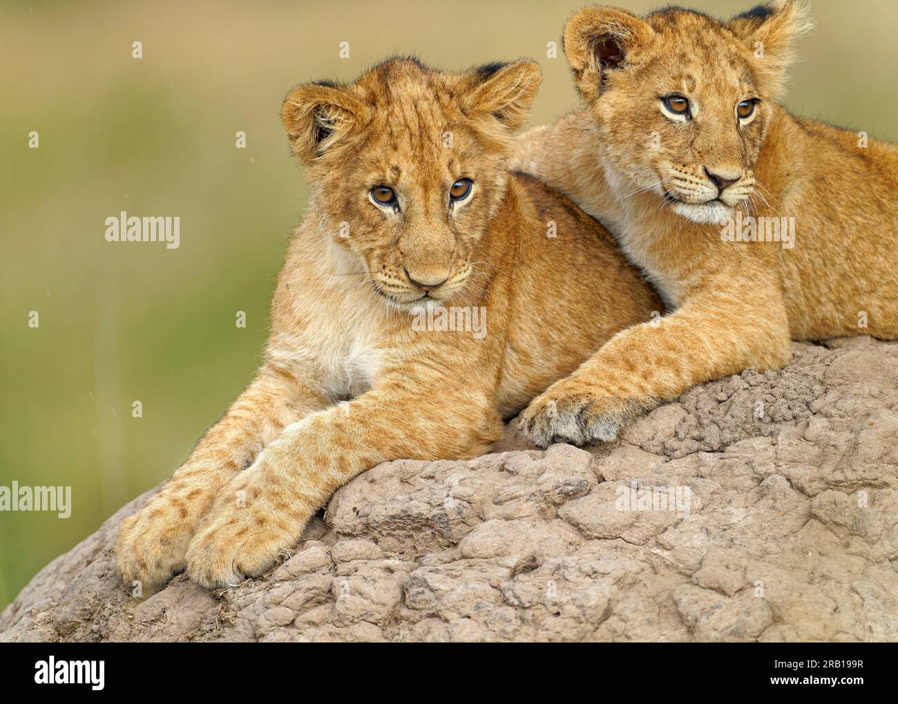 Lion cubs maasai mara hi-res stock photography and images - Alamy