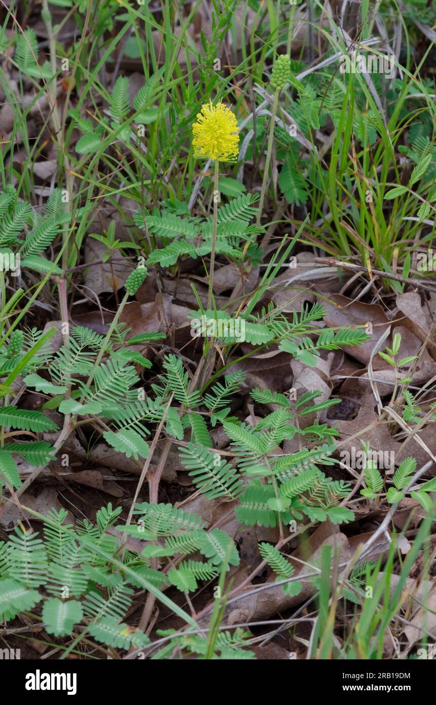 Yellow Puff, Neptunia lutea Stock Photo - Alamy