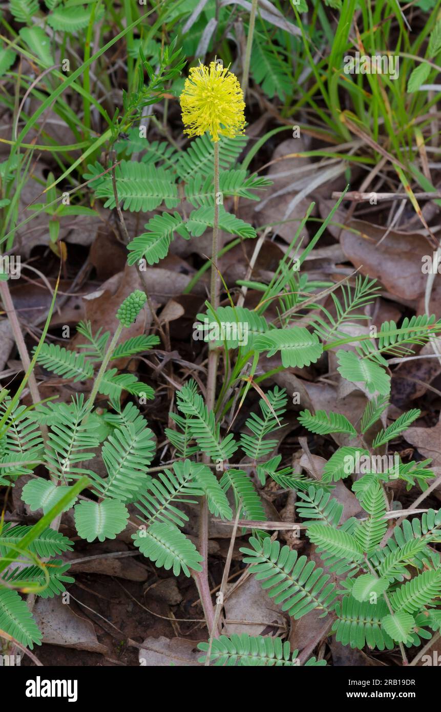 Yellow Puff, Neptunia lutea Stock Photo - Alamy