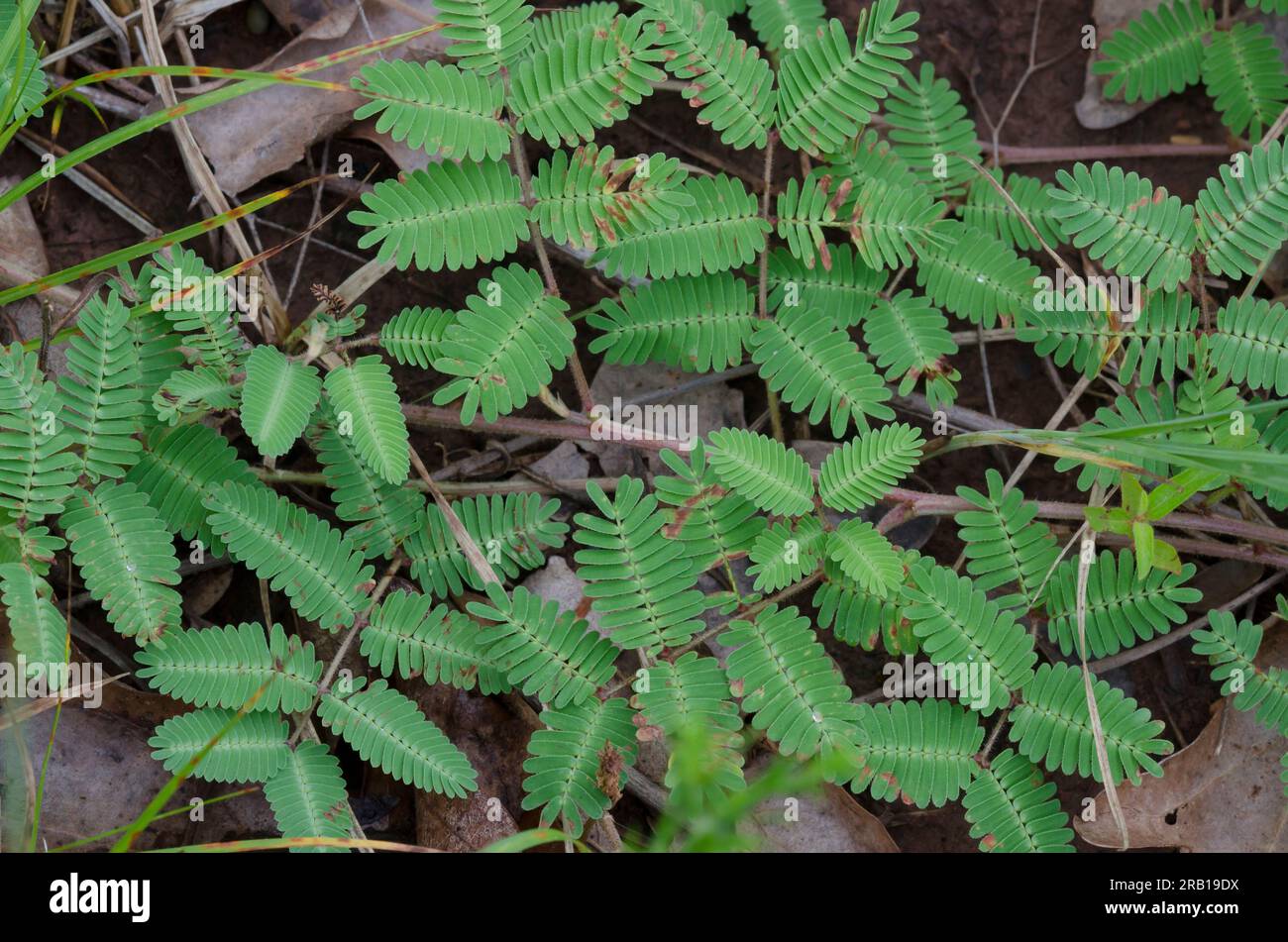 Yellow Puff, Neptunia lutea, leaves Stock Photo - Alamy