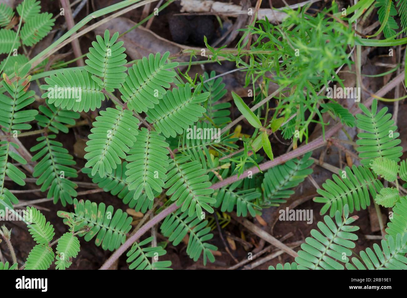 Yellow Puff, Neptunia lutea, leaves Stock Photo - Alamy