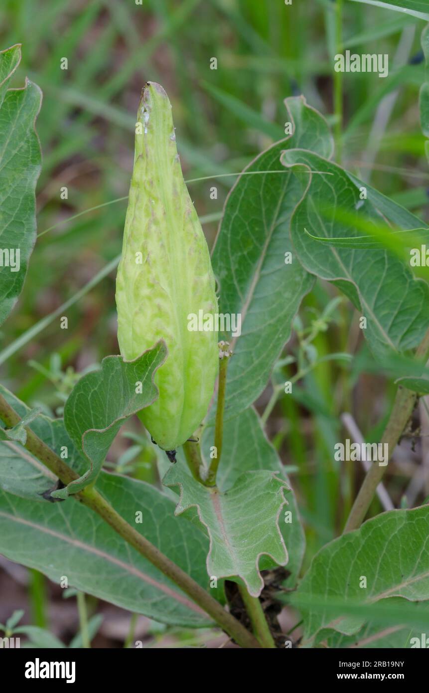 Green Milkweed, Asclepias viridis, fruit Stock Photo - Alamy