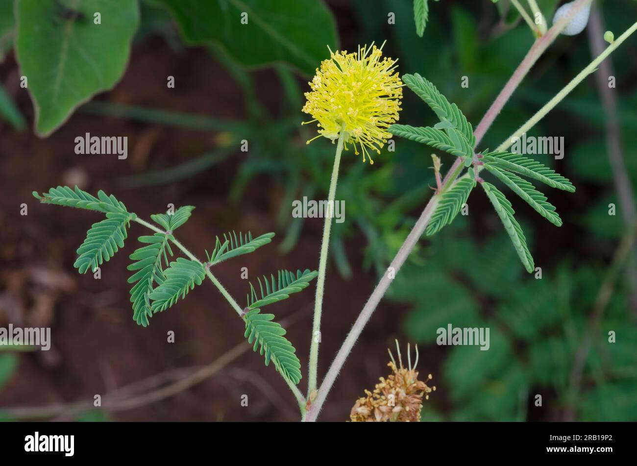 Yellow Puff, Neptunia lutea Stock Photo - Alamy