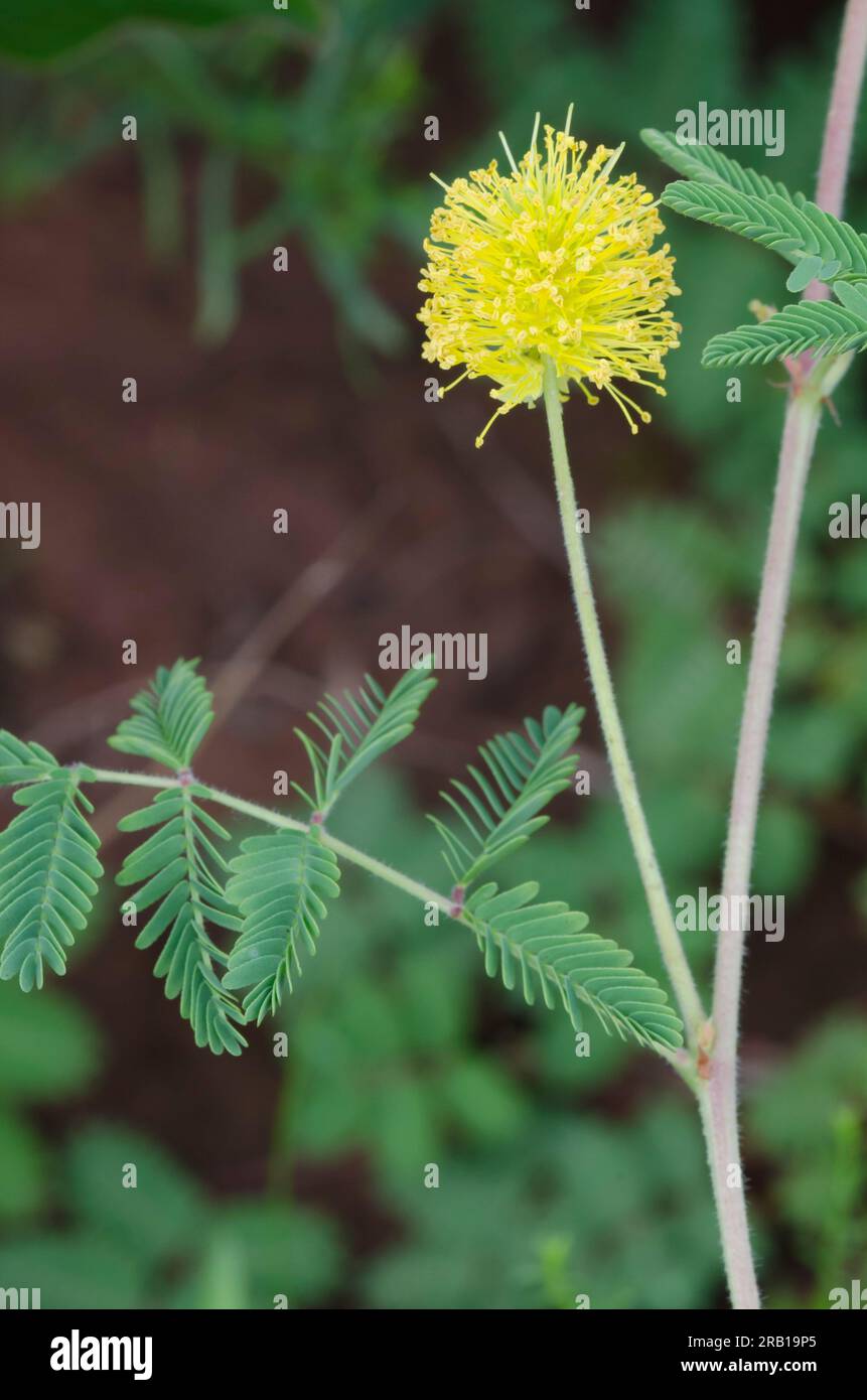 Yellow Puff, Neptunia lutea Stock Photo - Alamy